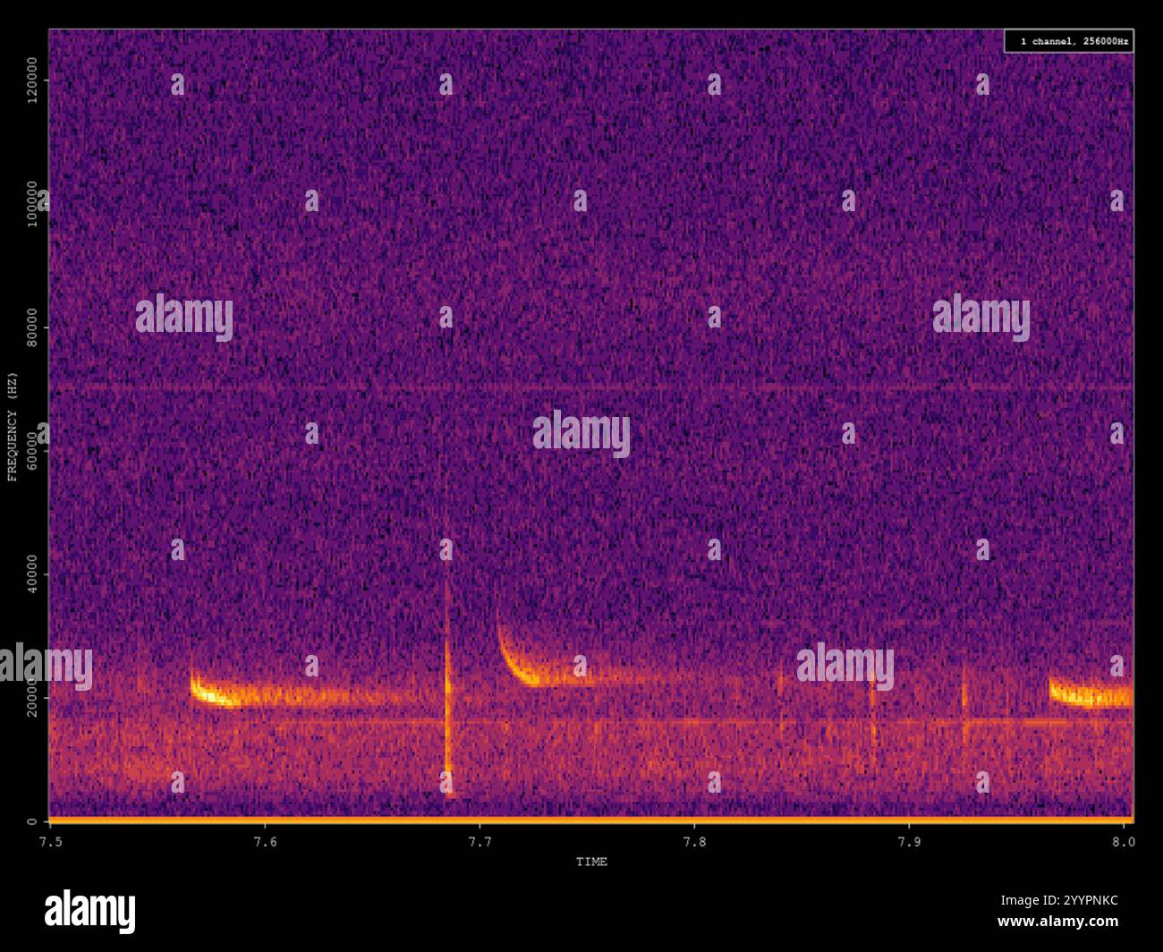 Common Noctule (Nyctalus noctula Stock Photo - Alamy