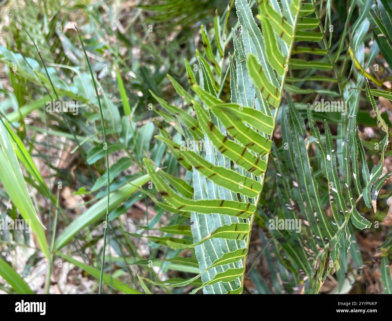 swamp water fern (Telmatoblechnum indicum Stock Photo - Alamy