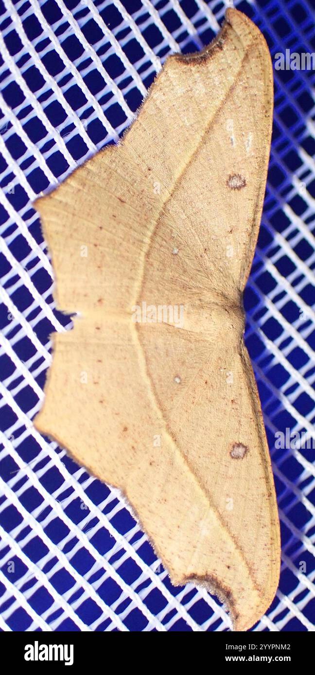 Cross-line Wave Moth (Traminda aventiaria Stock Photo - Alamy