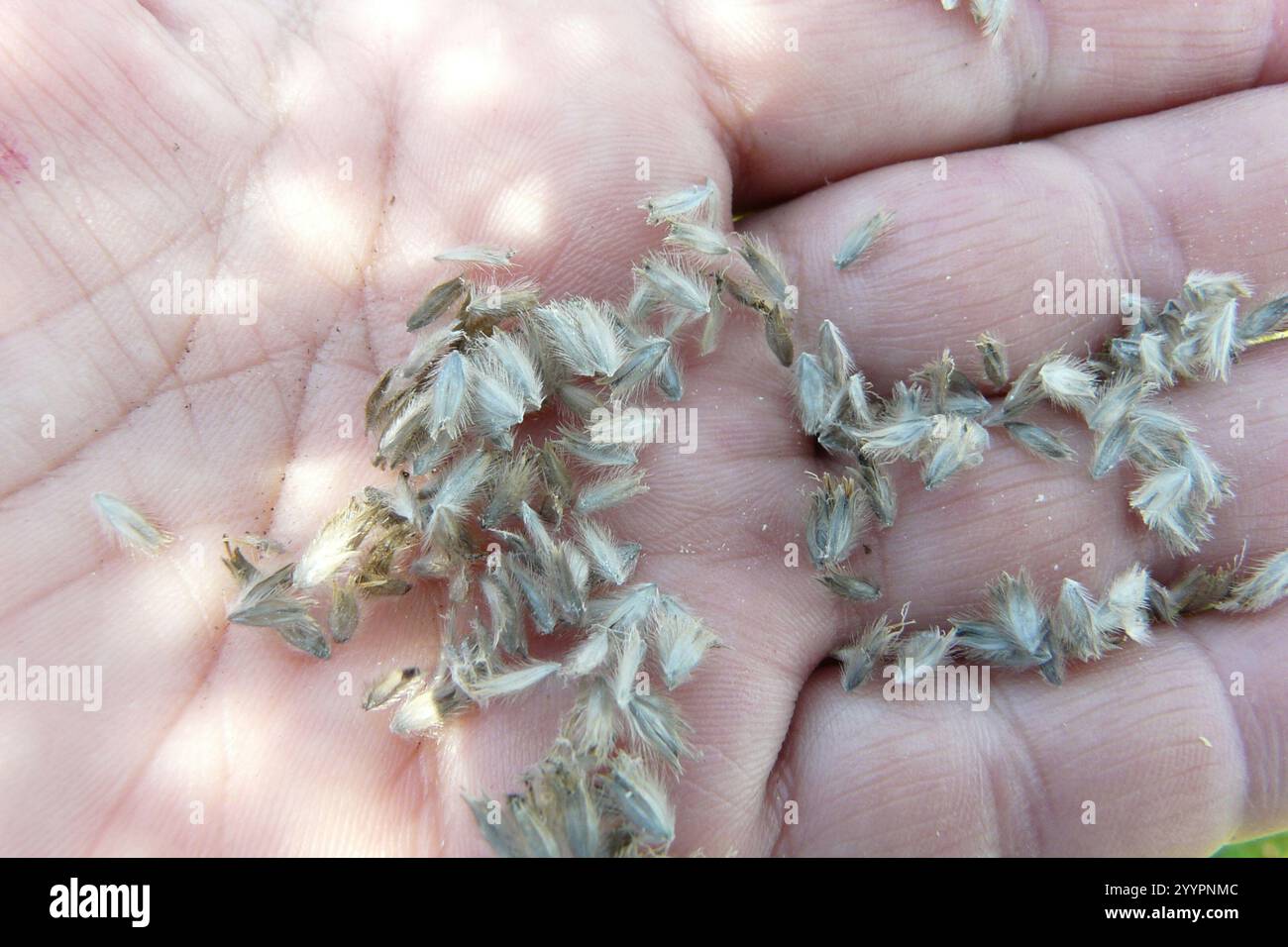 Creeping Foxtail (Alopecurus arundinaceus Stock Photo - Alamy