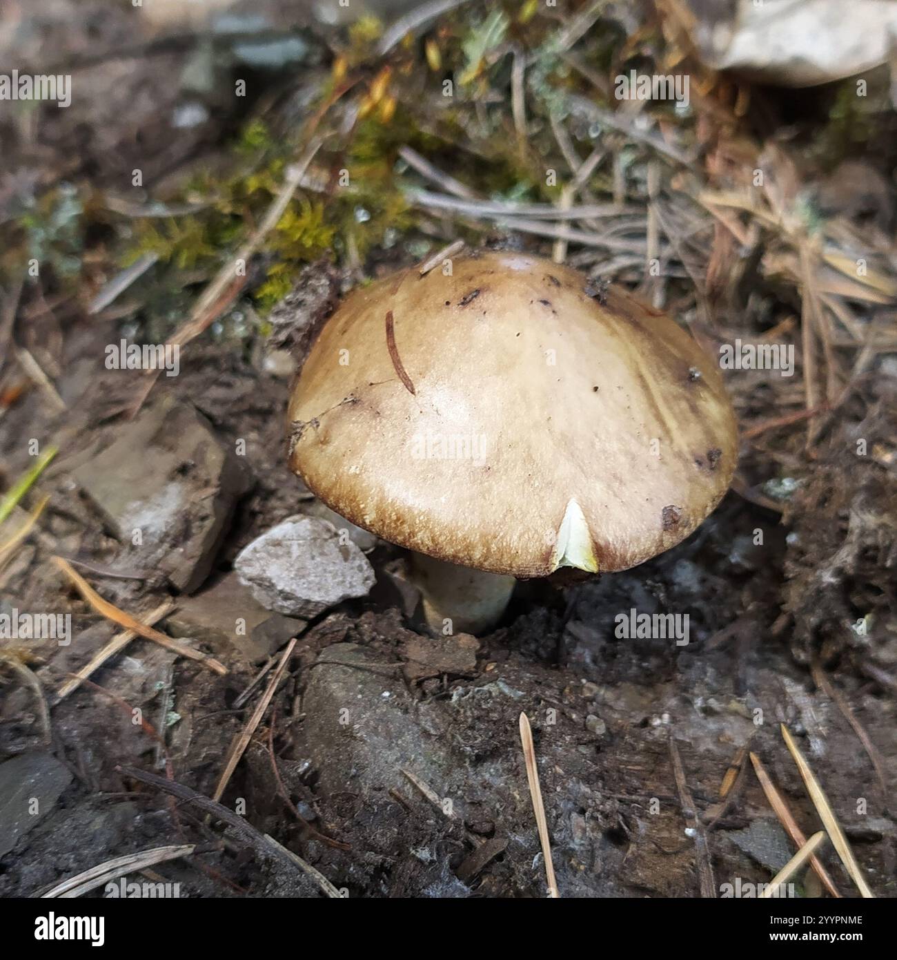 Purple-veiled Slippery Jack (Suillus luteus Stock Photo - Alamy
