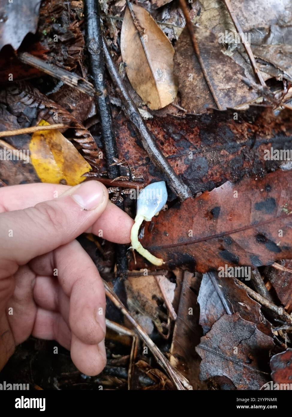 Blue Pouch Fungus (Clavogaster virescens Stock Photo - Alamy