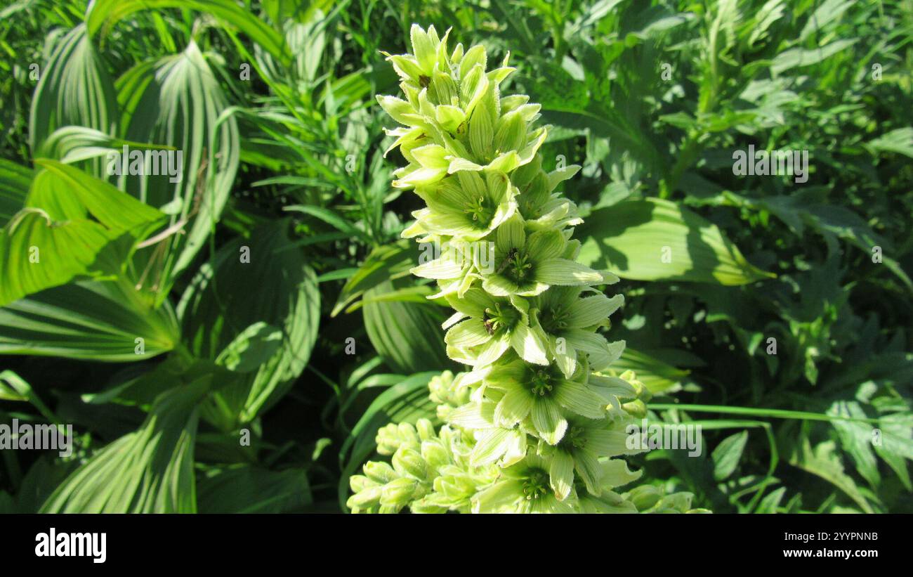 white false hellebore (Veratrum oxysepalum Stock Photo - Alamy