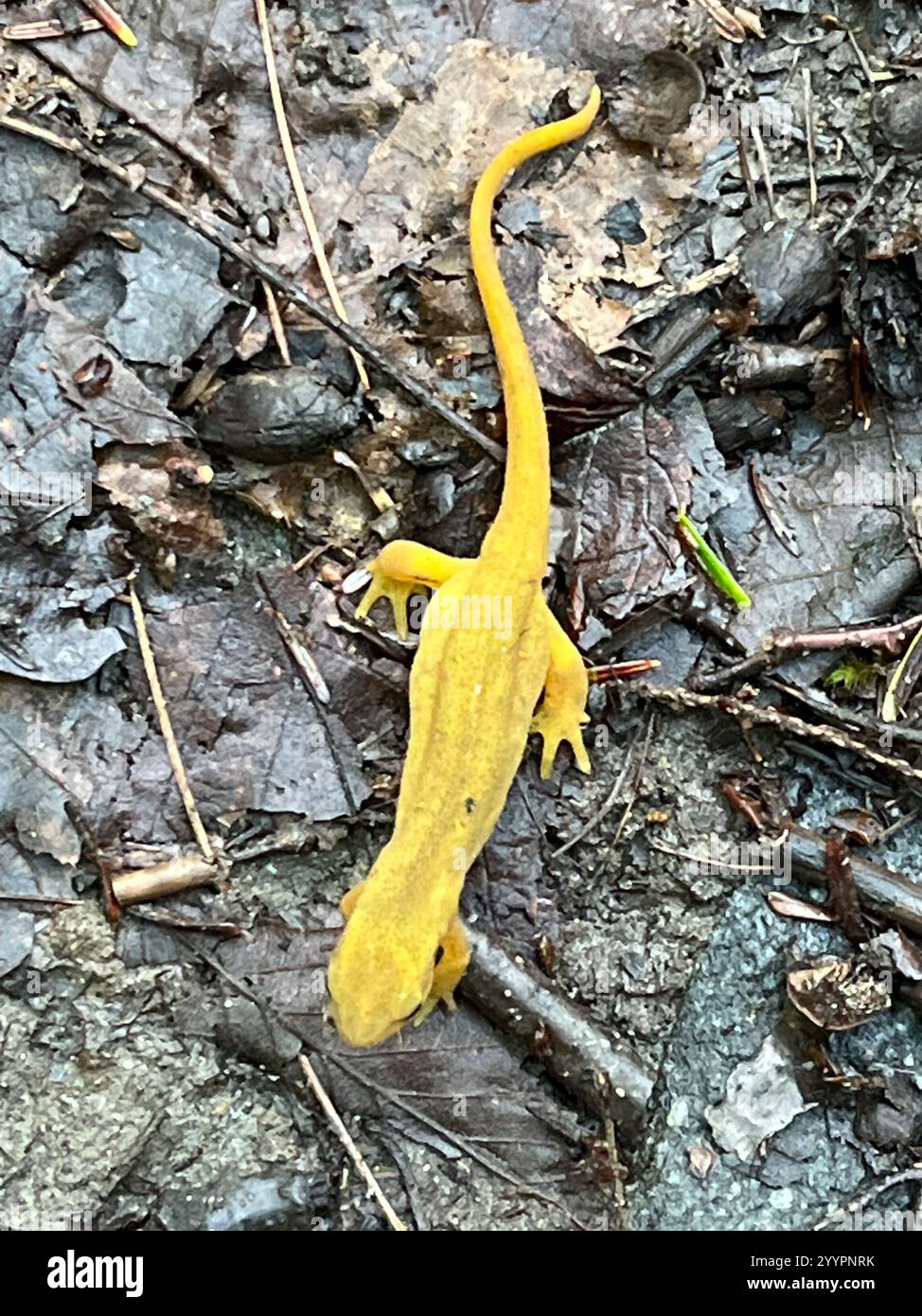 Eastern Newt (Notophthalmus viridescens Stock Photo - Alamy