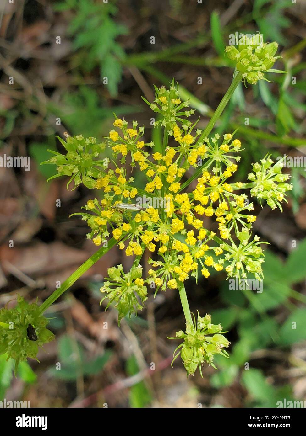 Alpine False Springparsley (Cymopterus lemmonii Stock Photo - Alamy