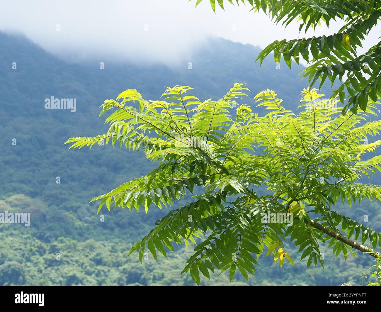 Japanese Prickly Ash (Zanthoxylum ailanthoides Stock Photo - Alamy