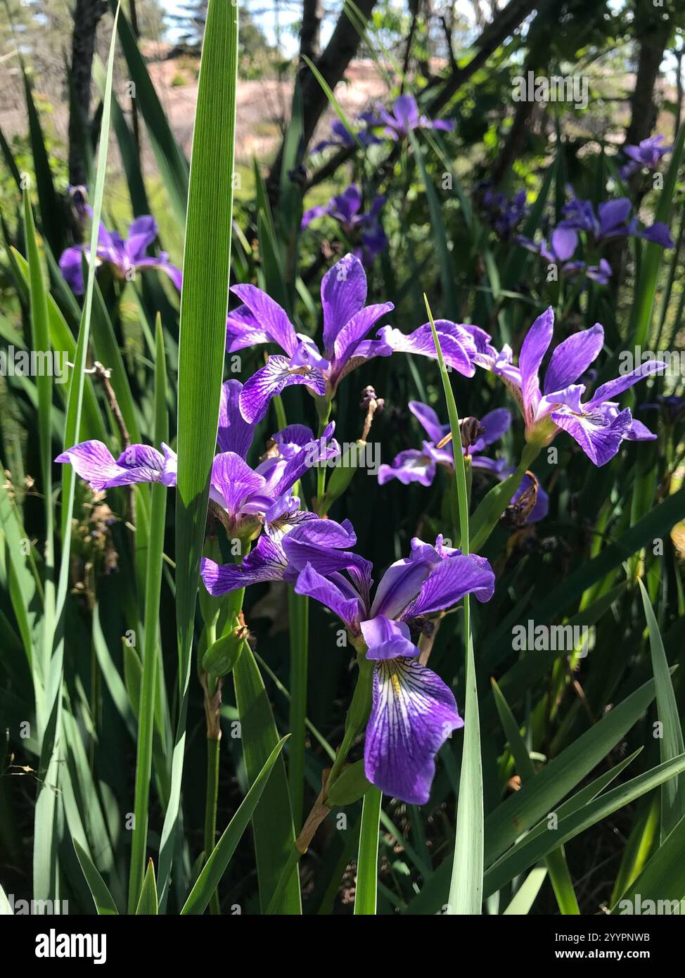 northern blue flag (Iris versicolor Stock Photo - Alamy