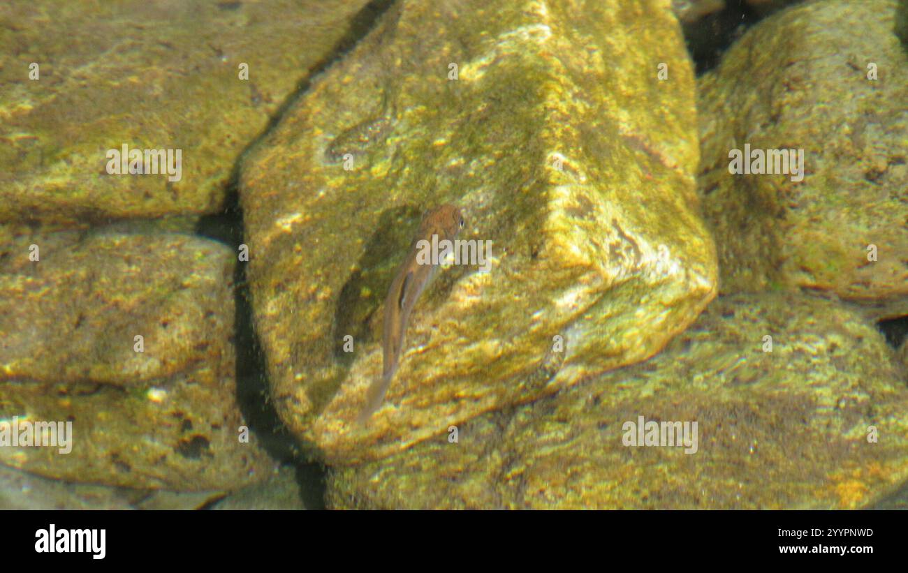 Salmons, pikes and mudminnows (Salmoniformes Stock Photo - Alamy