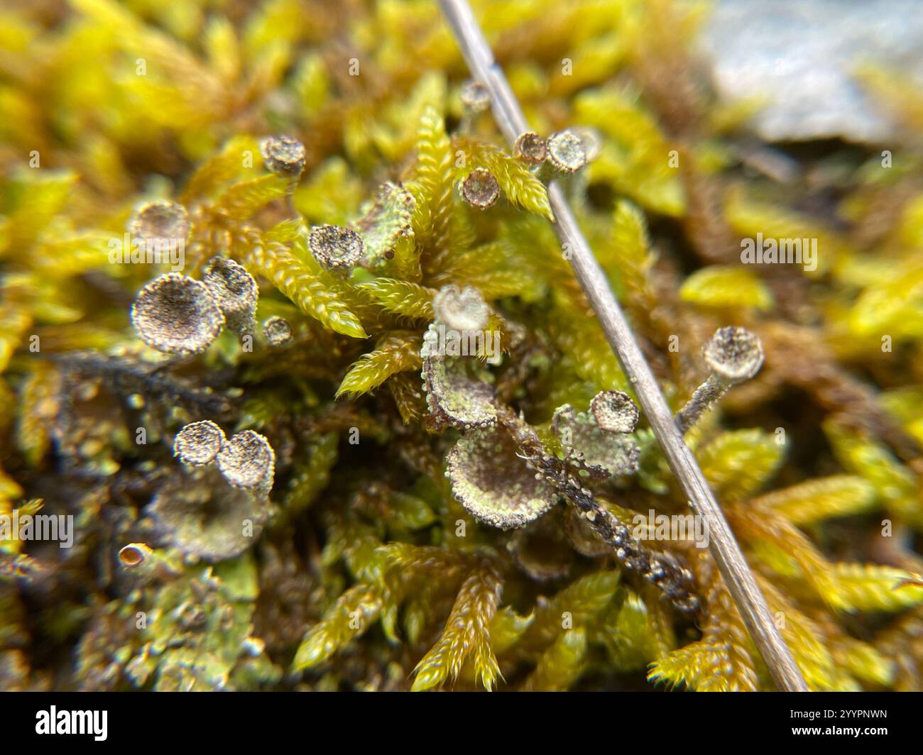 pixie cup and reindeer lichens (Cladonia Stock Photo - Alamy