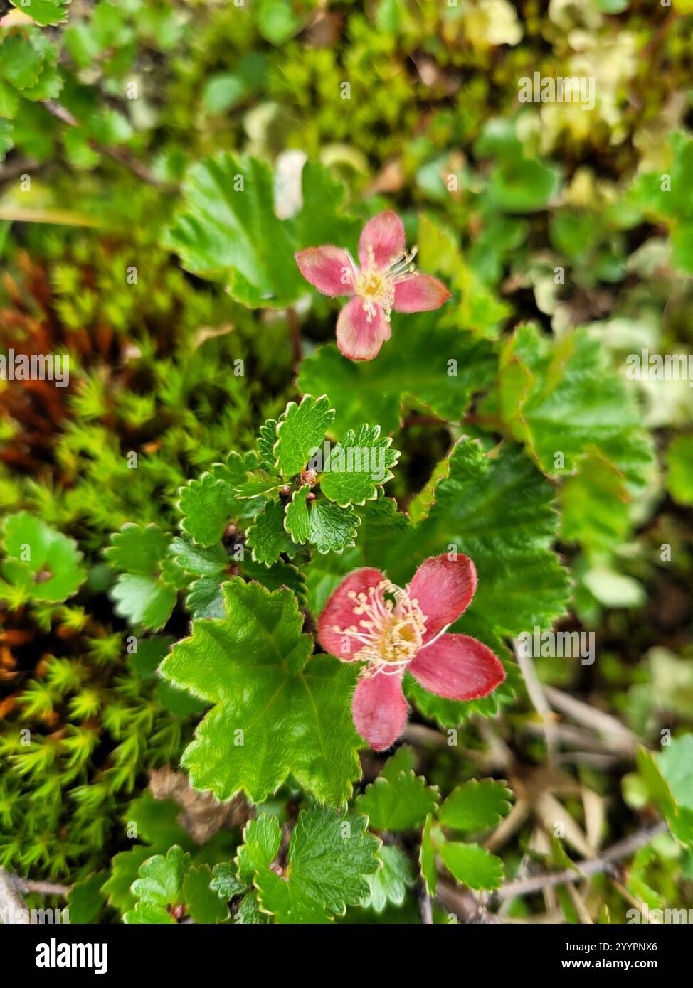 cloudberry (Rubus chamaemorus Stock Photo - Alamy
