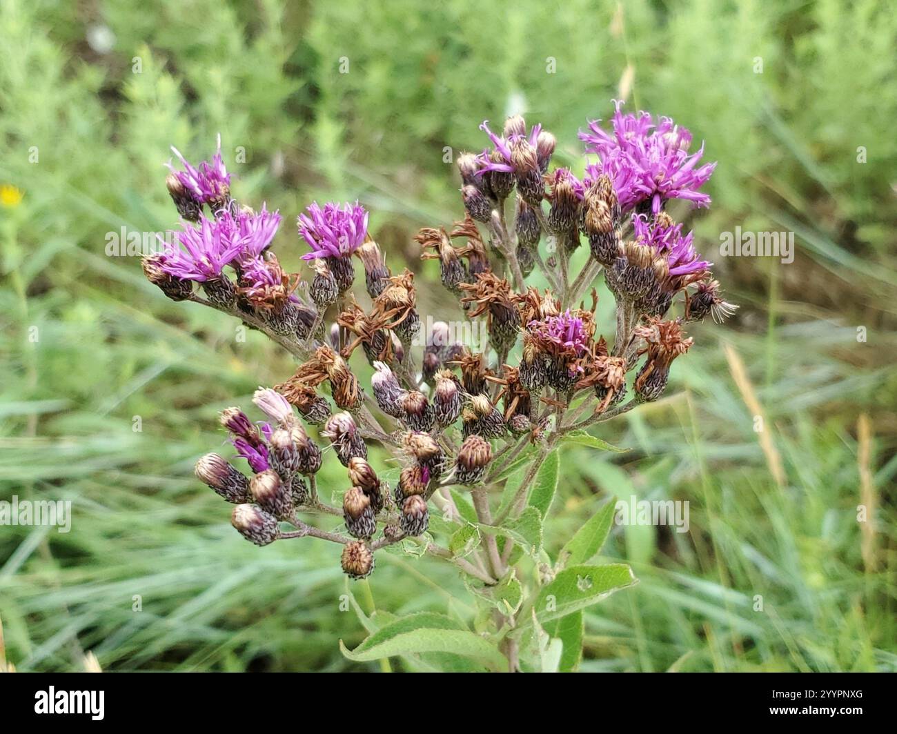 Western Ironweed (Vernonia baldwinii Stock Photo - Alamy