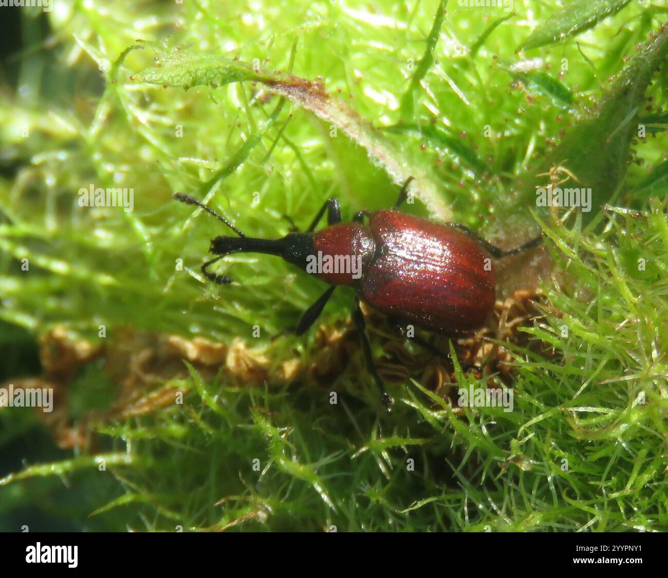 Merhynchites wickhami hi-res stock photography and images - Alamy