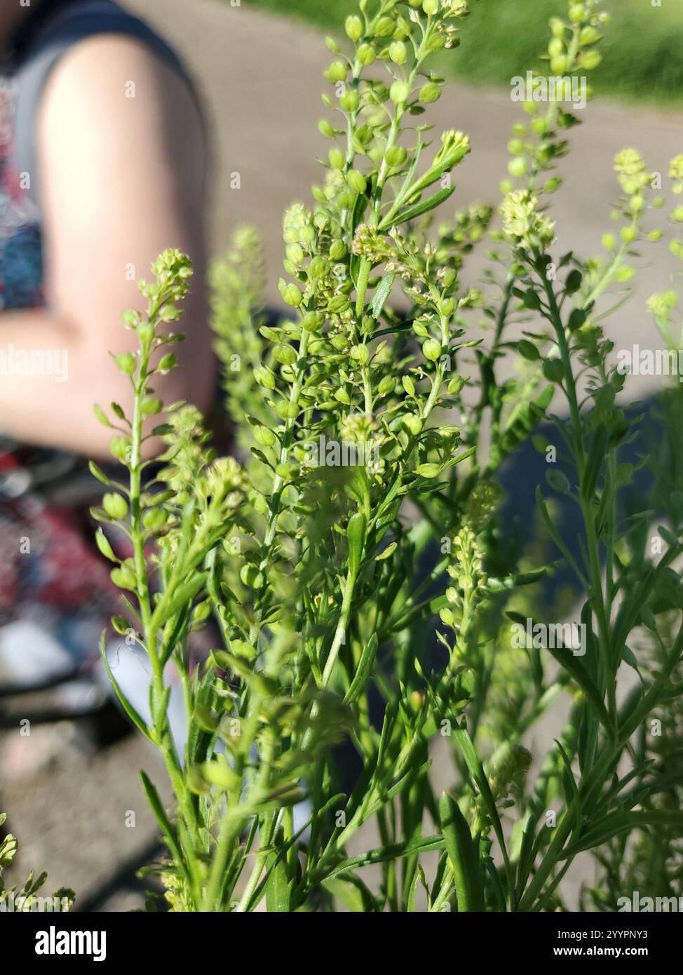 Common Peppergrass (Lepidium densiflorum Stock Photo - Alamy