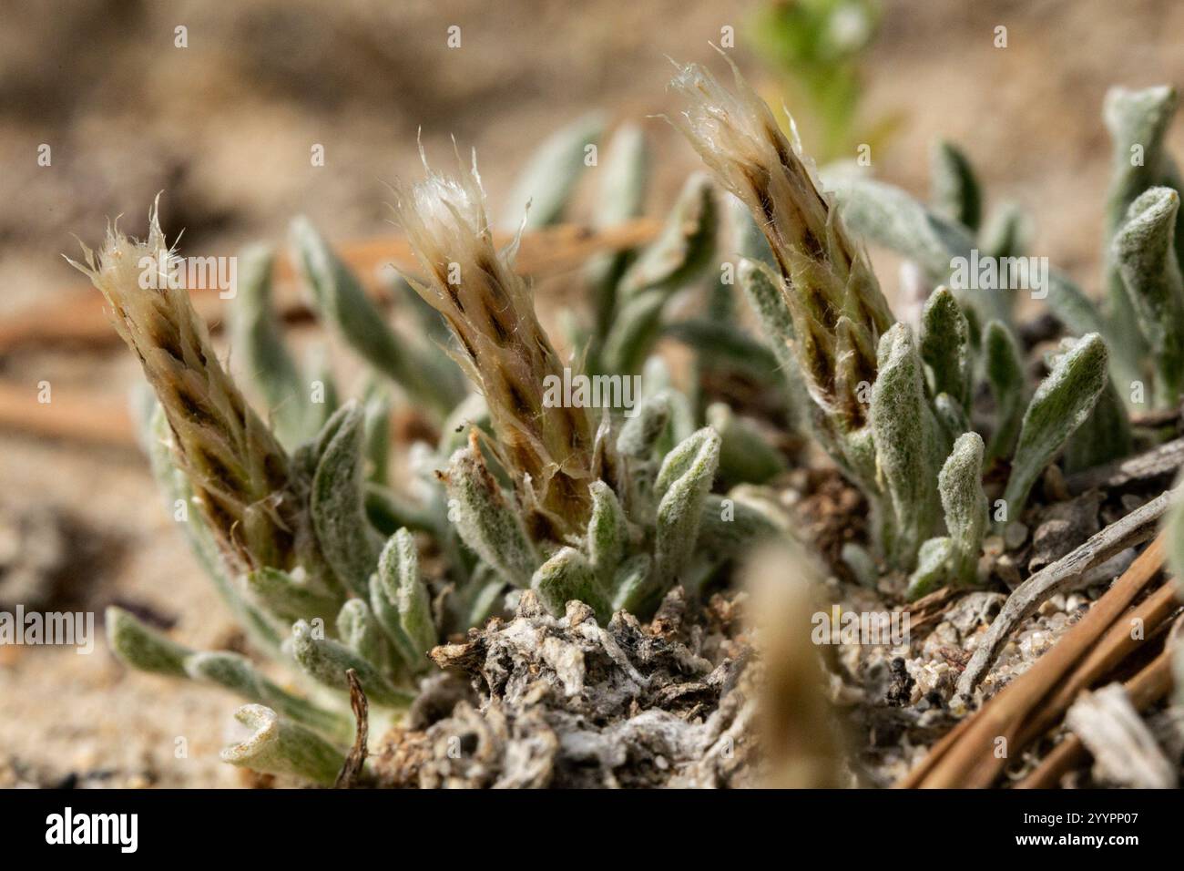 Low Pussytoes (Antennaria dimorpha Stock Photo - Alamy