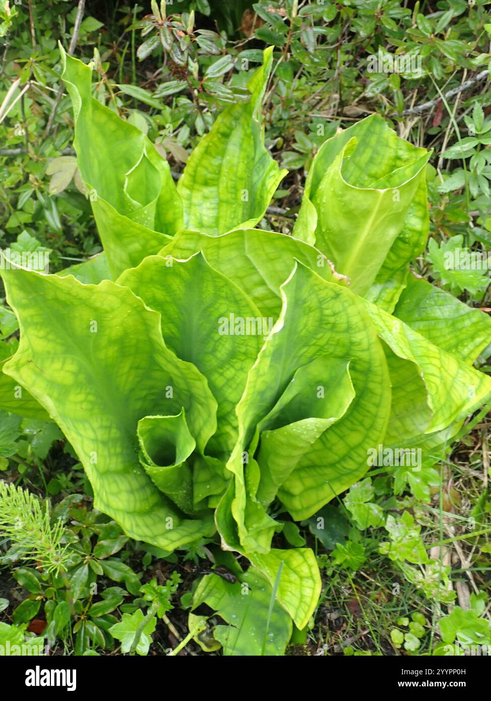 western skunk cabbage (Lysichiton americanus Stock Photo - Alamy