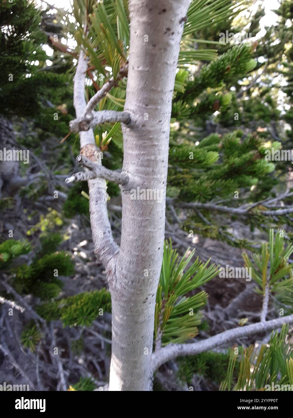 Whitebark Pine (Pinus albicaulis Stock Photo - Alamy