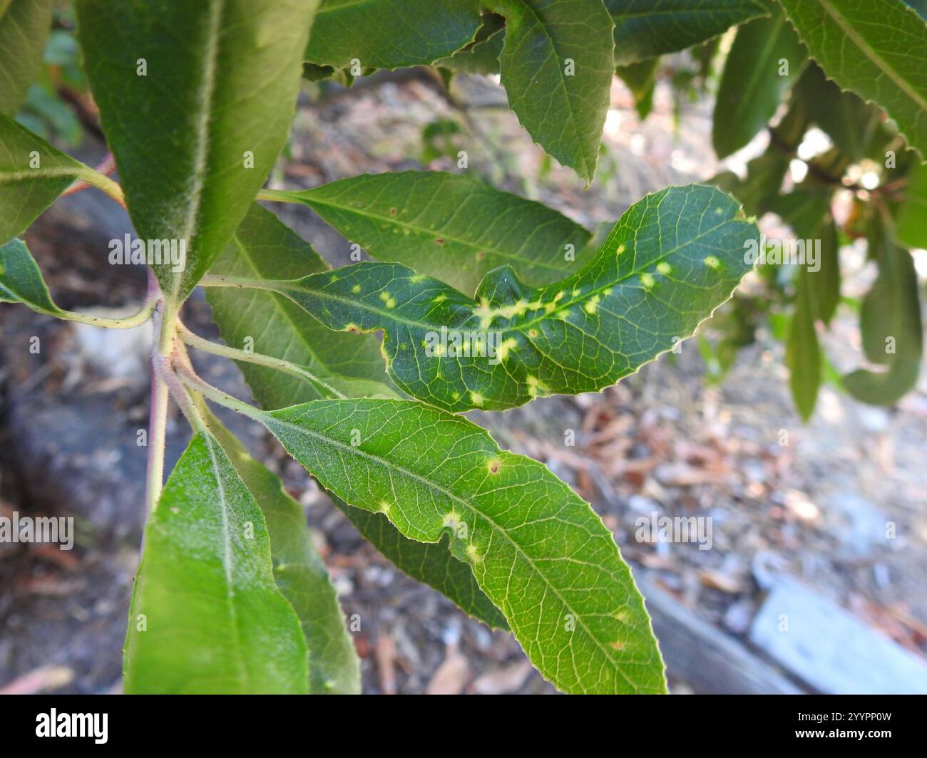 toyon gall thrips (Liothrips ilex Stock Photo - Alamy
