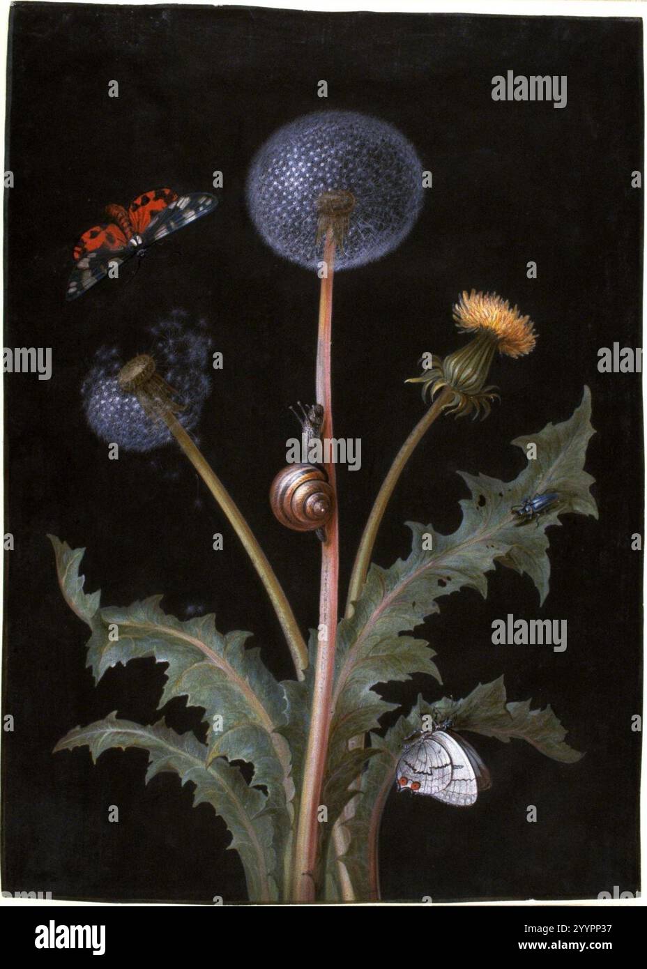 A Dandelion with a Tiger Moth, a Butterfly, a Snail, and a Beetle Stock ...