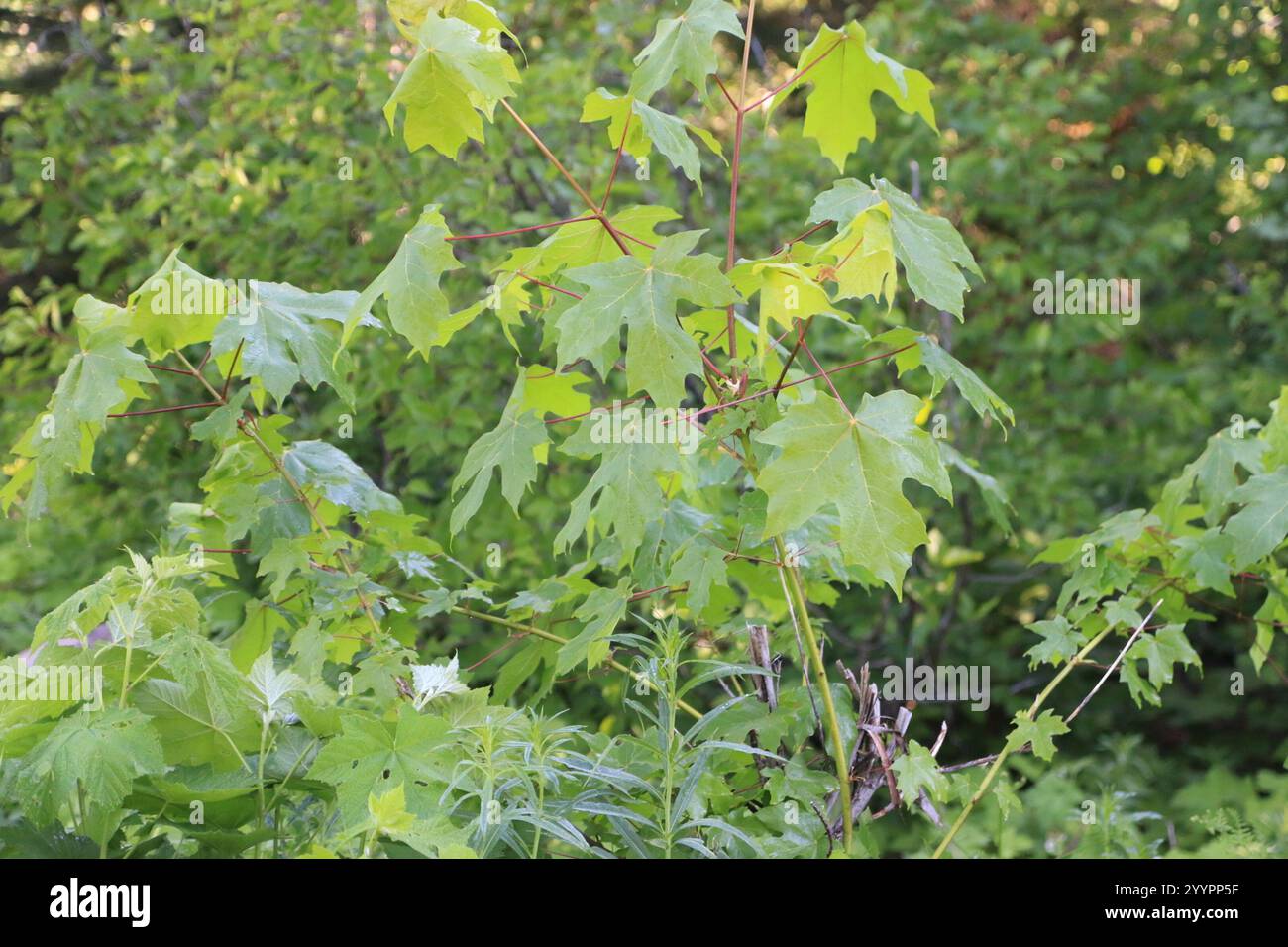 bigleaf maple (Acer macrophyllum Stock Photo - Alamy