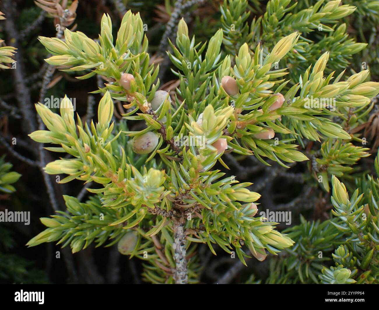 common juniper (Juniperus communis Stock Photo - Alamy