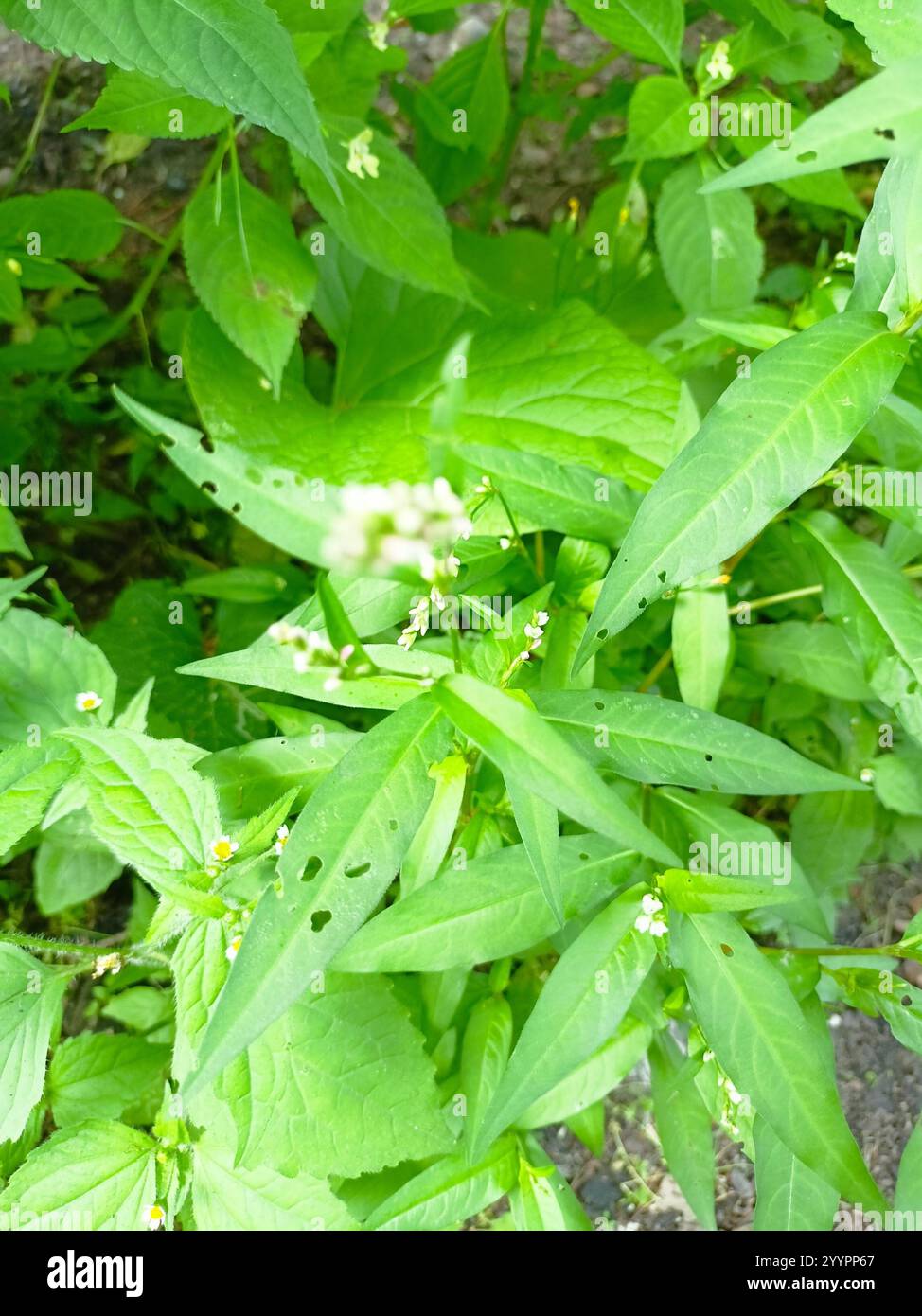 waterpepper (Persicaria hydropiper Stock Photo - Alamy