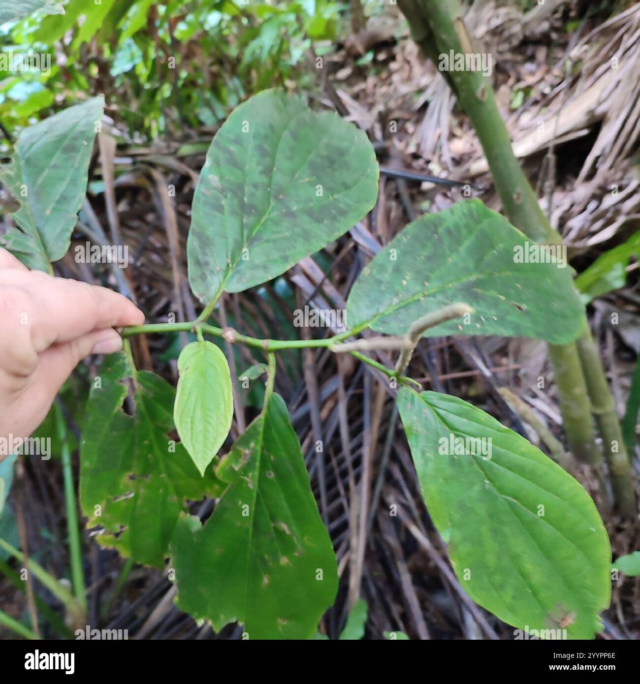 pepper plants (Piper Stock Photo - Alamy