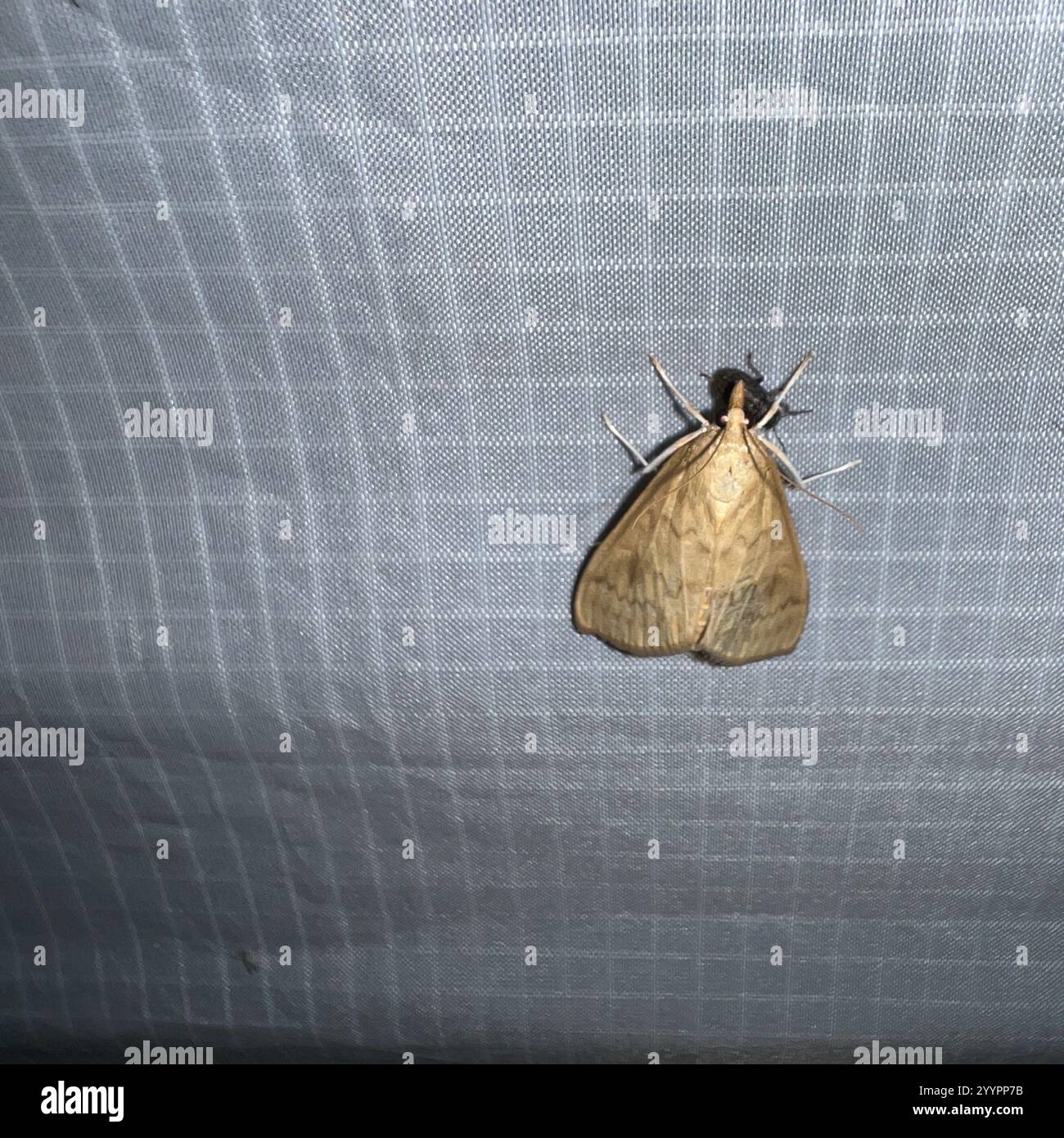American lotus borer moth hi-res stock photography and images - Alamy