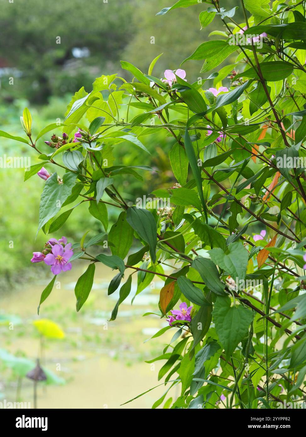 Common Melastoma (Melastoma candidum Stock Photo - Alamy