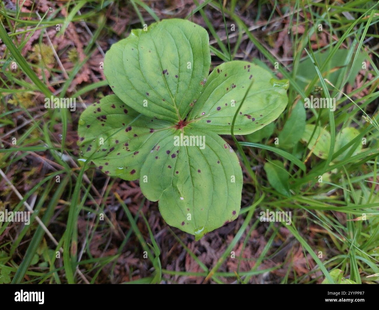 Canadian bunchberry (Cornus canadensis Stock Photo - Alamy