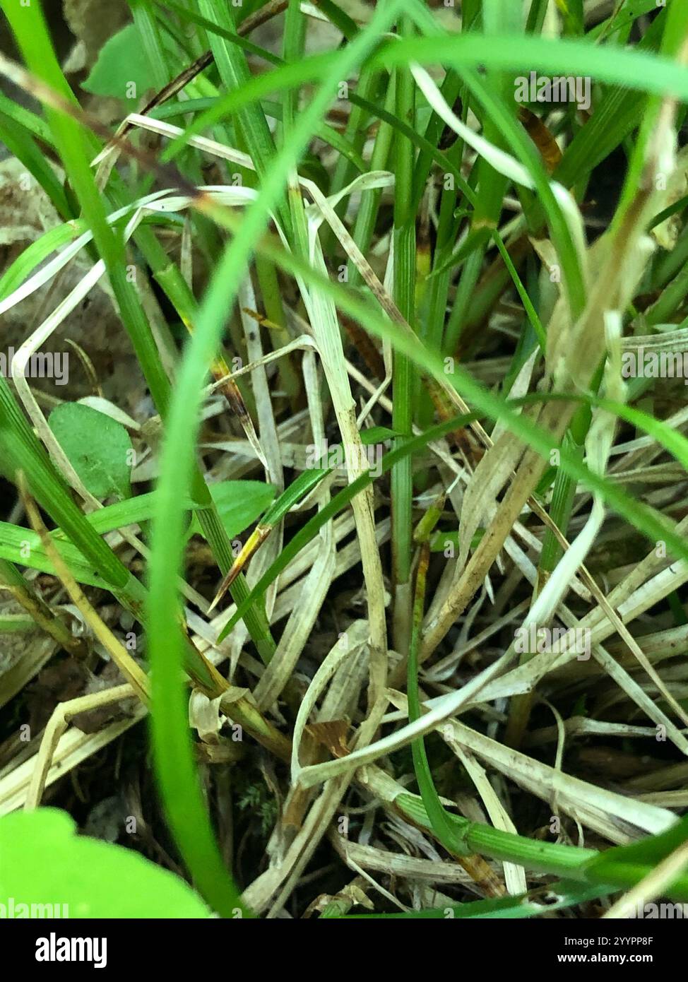 bur reed sedge (Carex sparganioides Stock Photo - Alamy