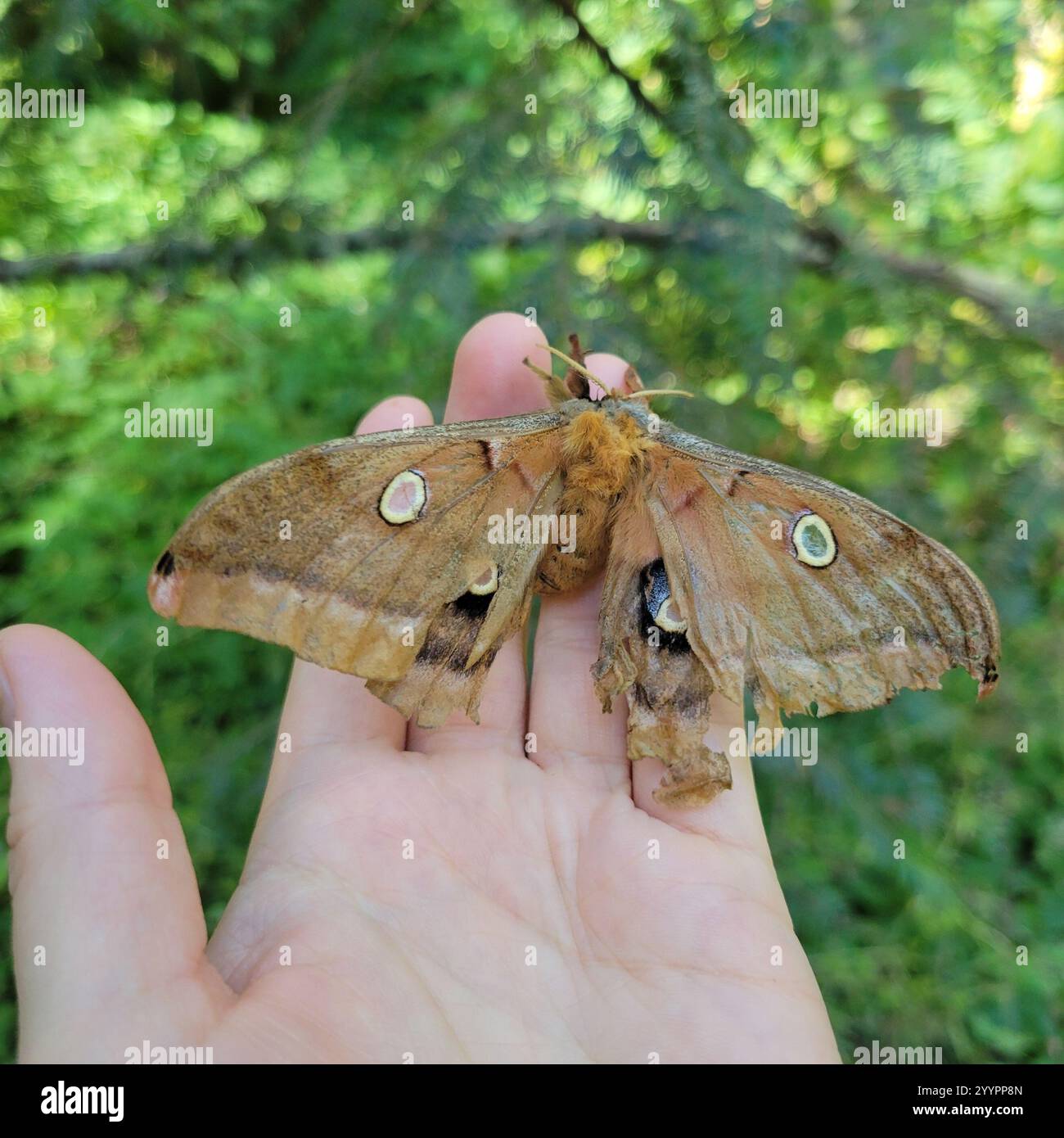 Polyphemus Moth (Antheraea polyphemus Stock Photo - Alamy