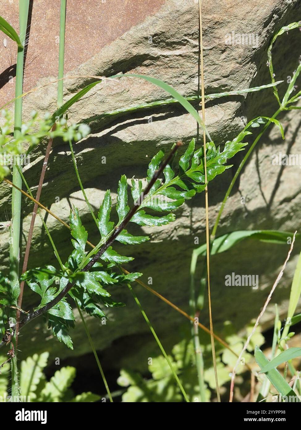 Pityrogramma hi-res stock photography and images - Alamy