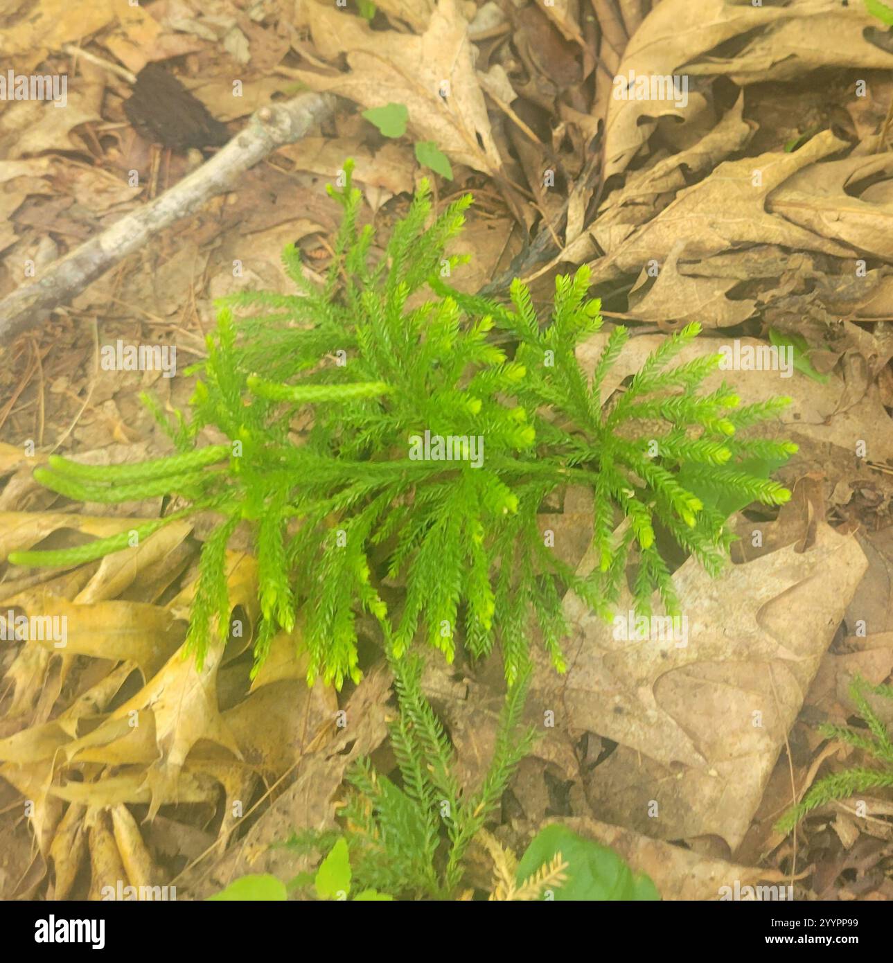 flat-branched tree-clubmoss (Dendrolycopodium obscurum Stock Photo - Alamy