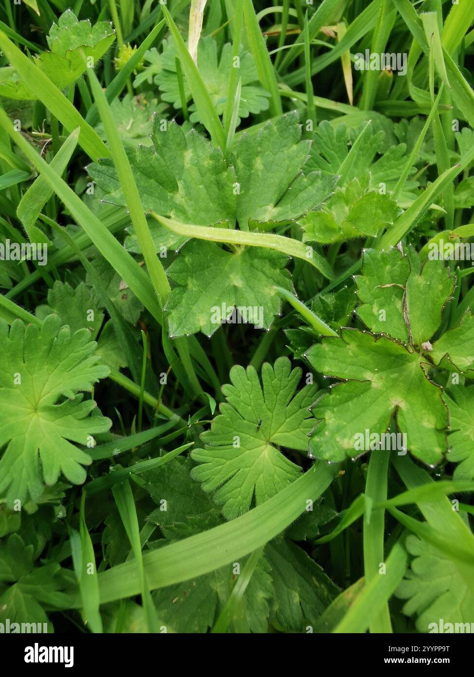 Dove's-foot crane's-bill (Geranium molle Stock Photo - Alamy