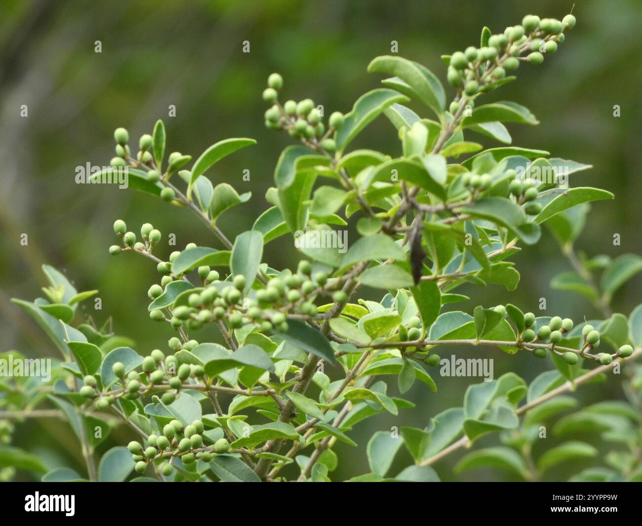 Chinese privet (Ligustrum sinense Stock Photo - Alamy