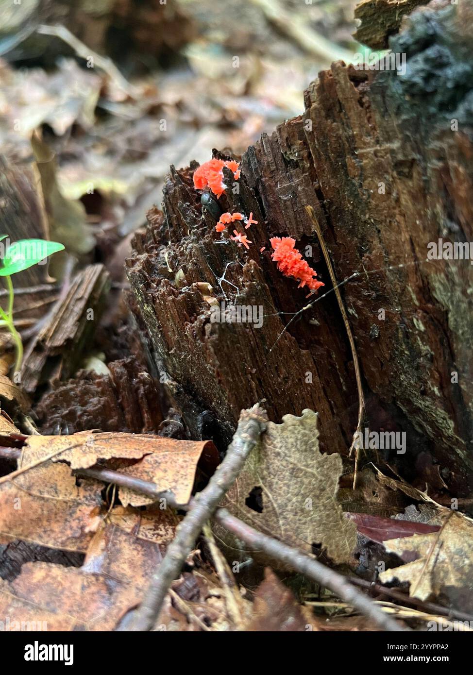 (Tubifera ferruginosa acutissima Stock Photo - Alamy