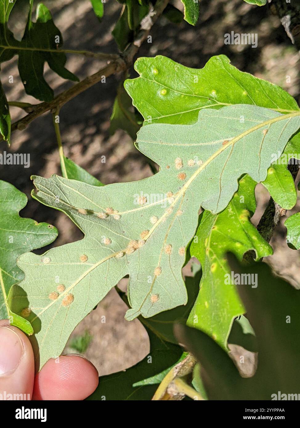 oak flake gall wasp (Neuroterus quercusverrucarum Stock Photo - Alamy