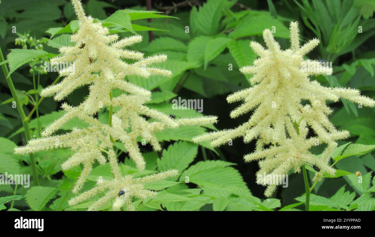 Goatsbeard (Aruncus dioicus Stock Photo - Alamy