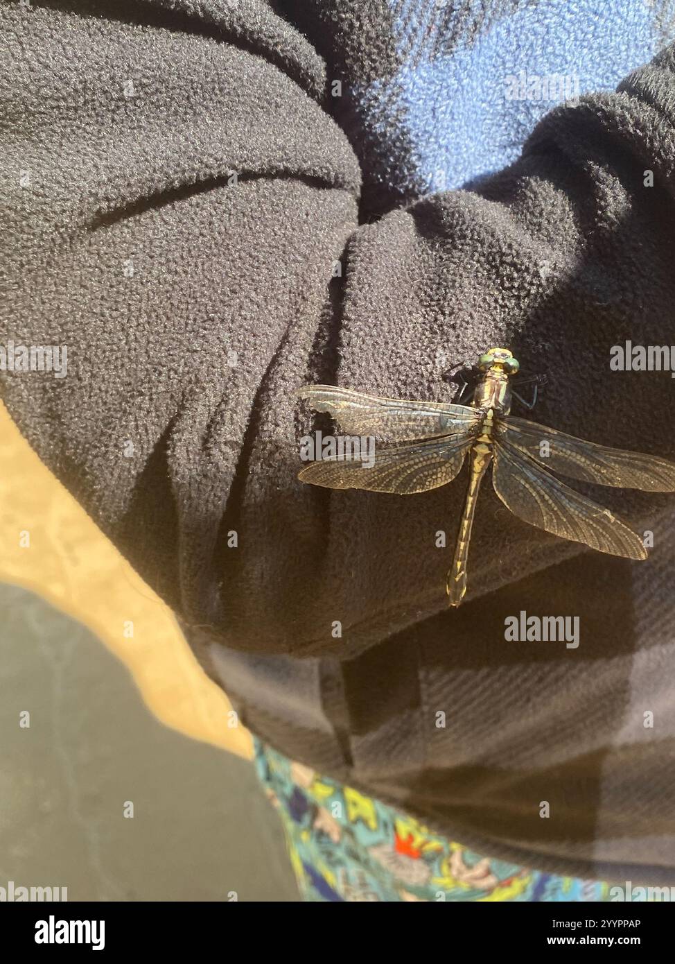 Clubtails hi-res stock photography and images - Alamy