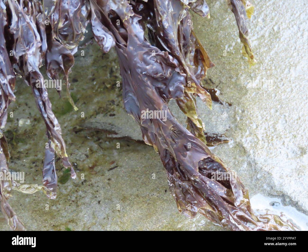 Pyropia hi-res stock photography and images - Alamy