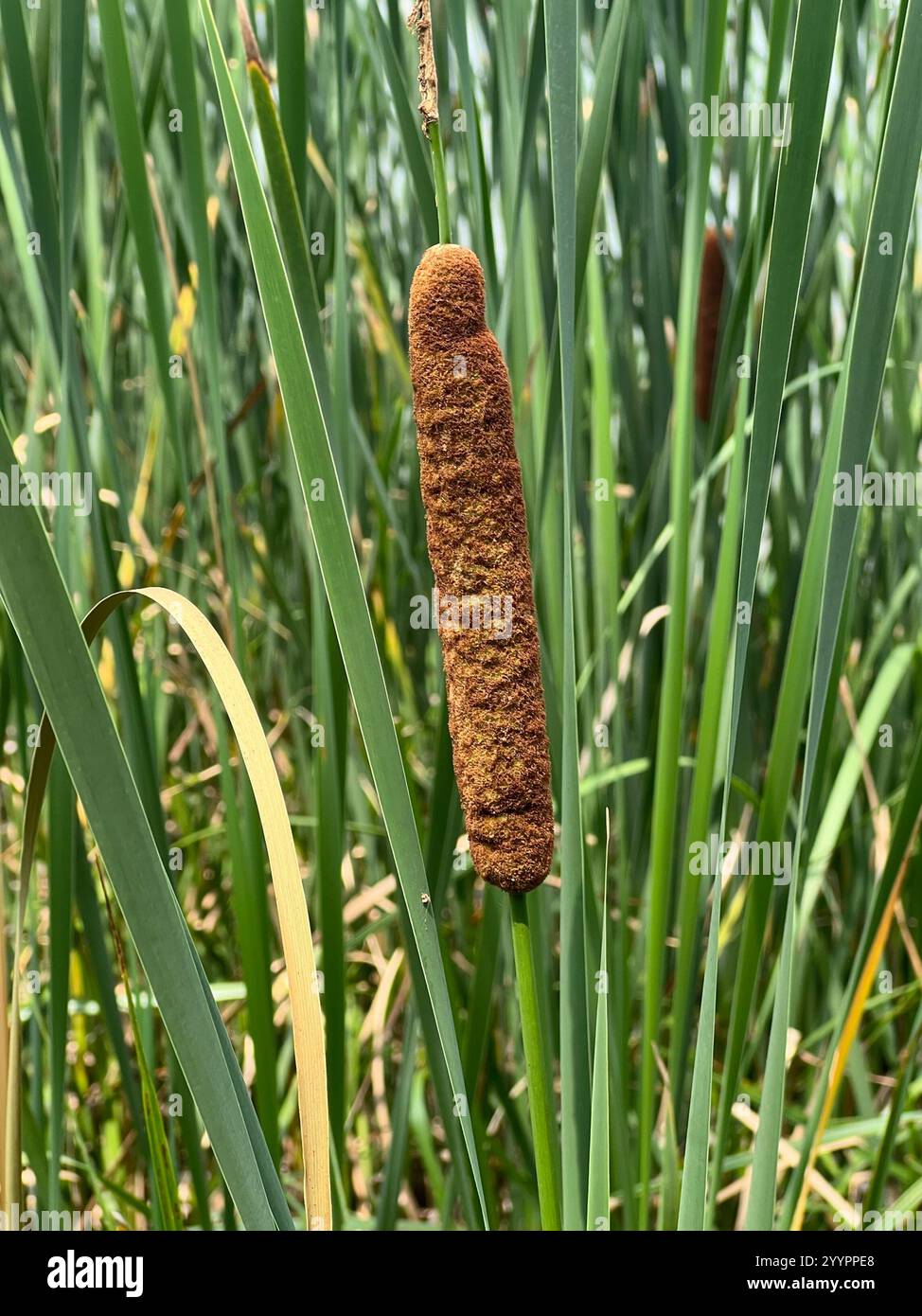 narrow-leaved cattail (Typha angustifolia Stock Photo - Alamy