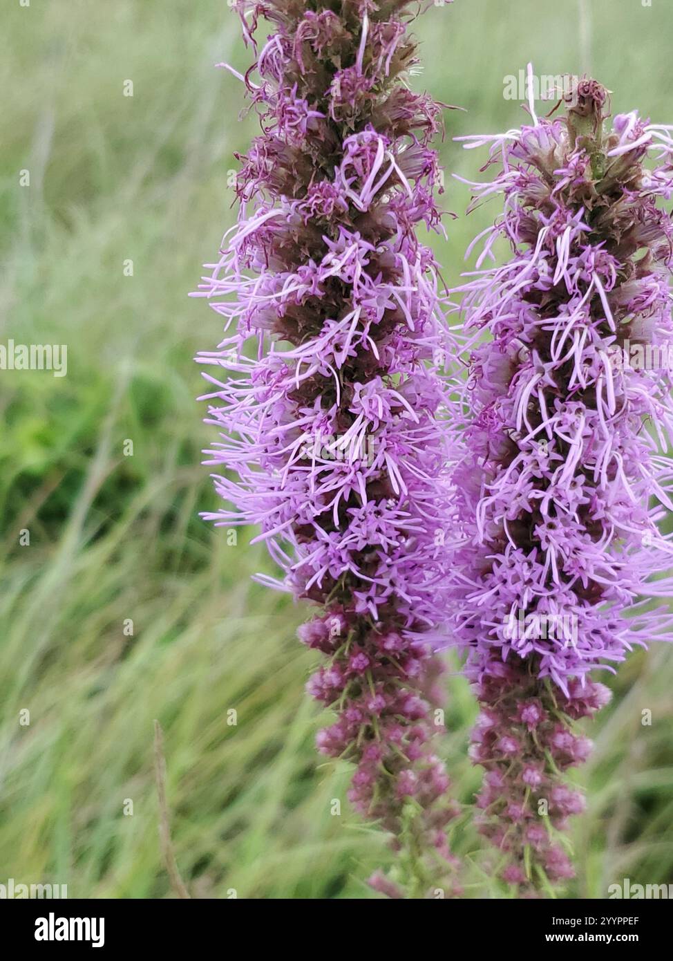prairie blazing star (Liatris pycnostachya Stock Photo - Alamy