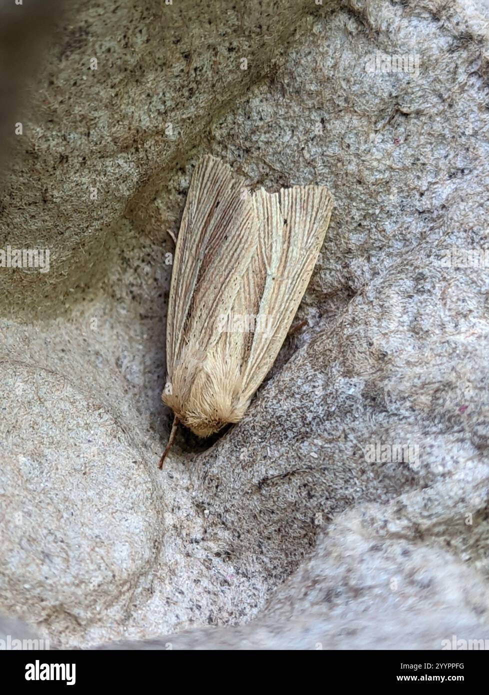 Smoky wainscot hi-res stock photography and images - Alamy