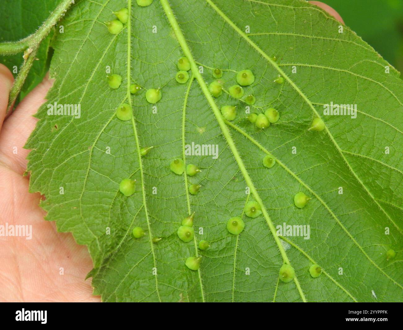 Hackberry Thorn Gall Midge (Celticecis spiniformis Stock Photo - Alamy