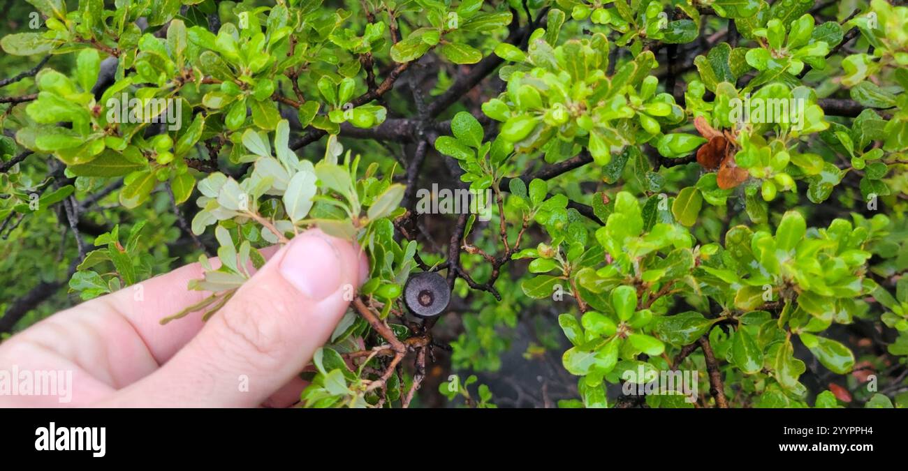 California scrub oak (Quercus berberidifolia Stock Photo - Alamy