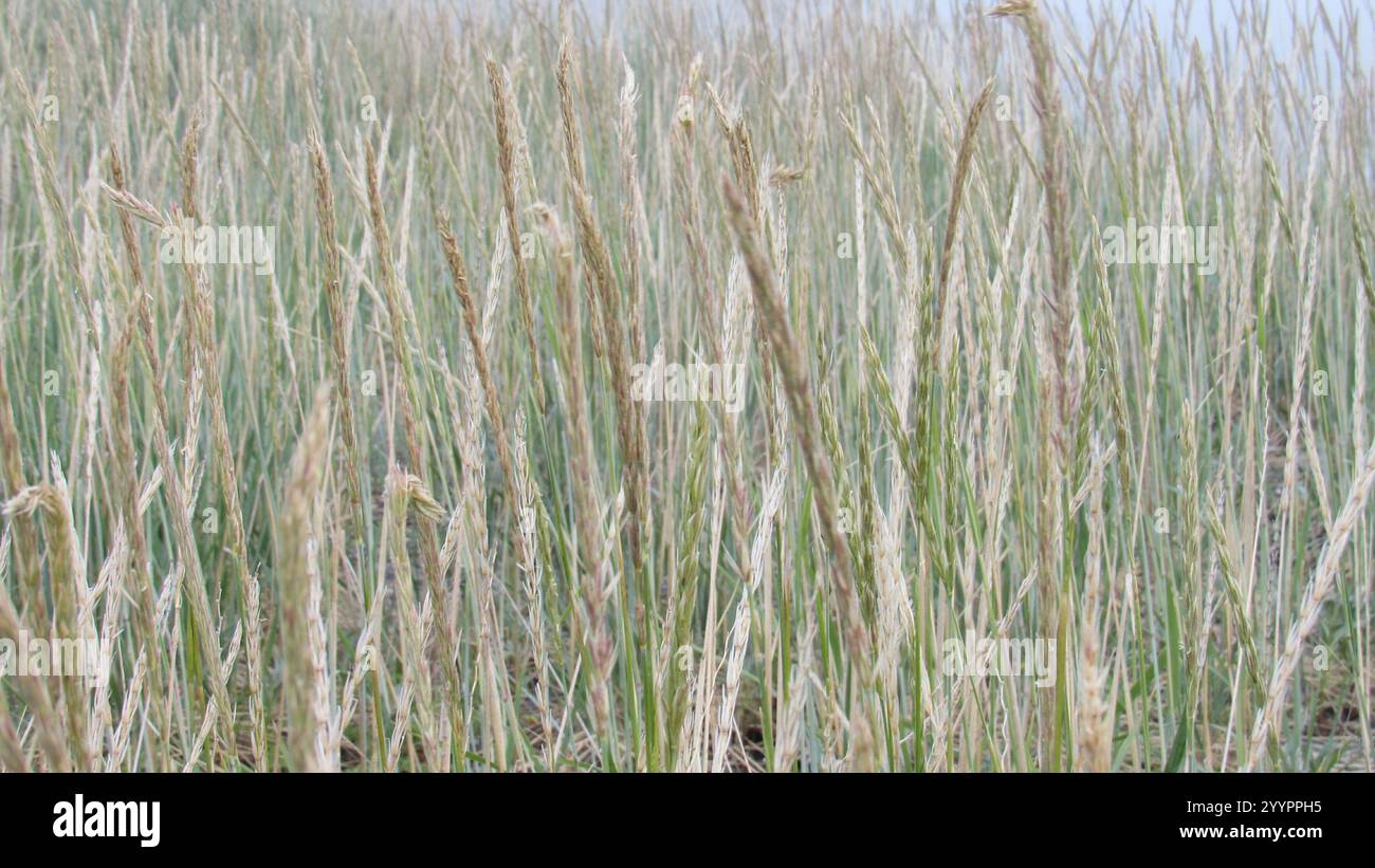 European marram grass (Calamagrostis arenaria Stock Photo - Alamy