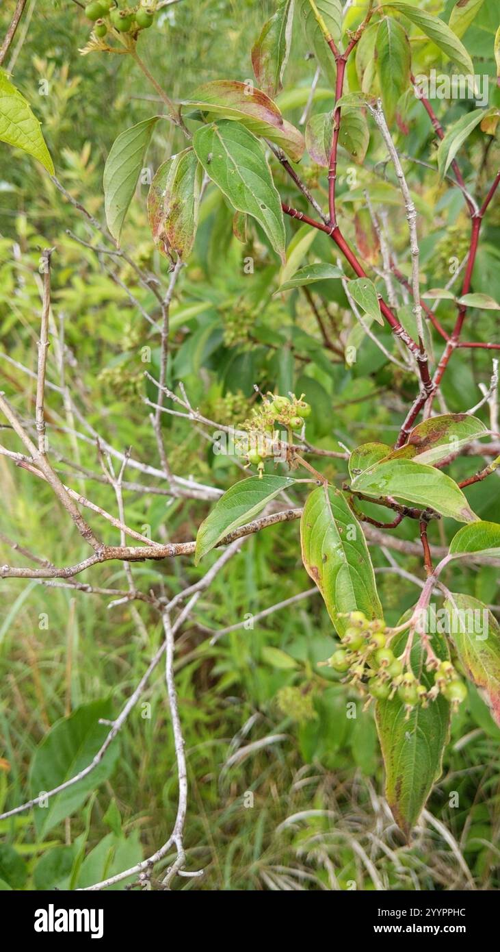 red osier dogwood (Cornus sericea Stock Photo - Alamy