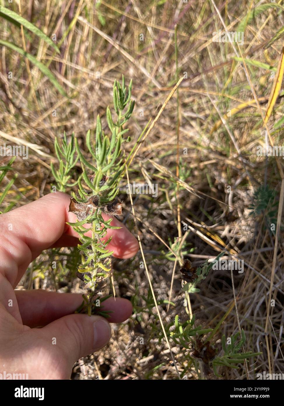 Texas Sage (Salvia texana Stock Photo - Alamy