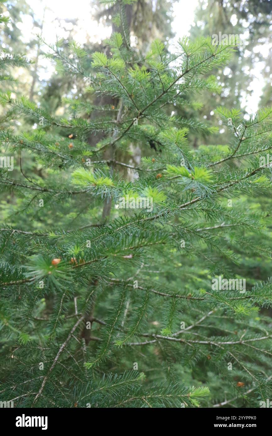 subalpine fir (Abies lasiocarpa Stock Photo - Alamy