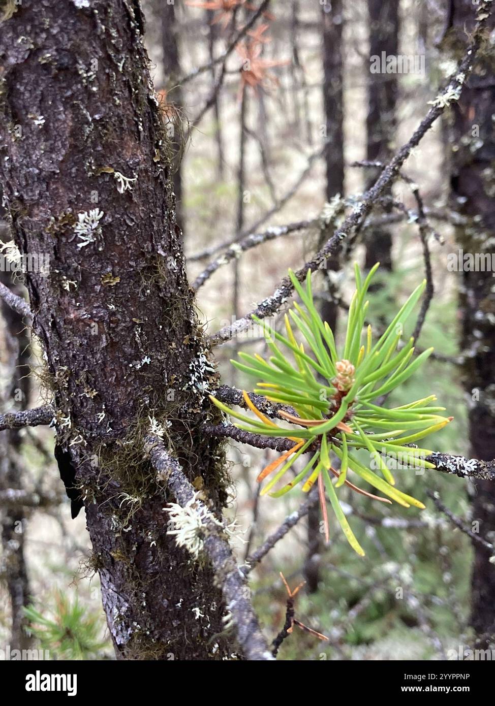 Jack pine (Pinus banksiana Stock Photo - Alamy